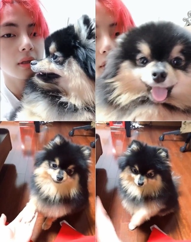 ชมภาพ: วี (V) BTS และพัคซอจุน (Park Seo Joon) นำสุนัขของพวกเขามาเป็นเพื่อนเล่นกัน! - Popcornfor2.com